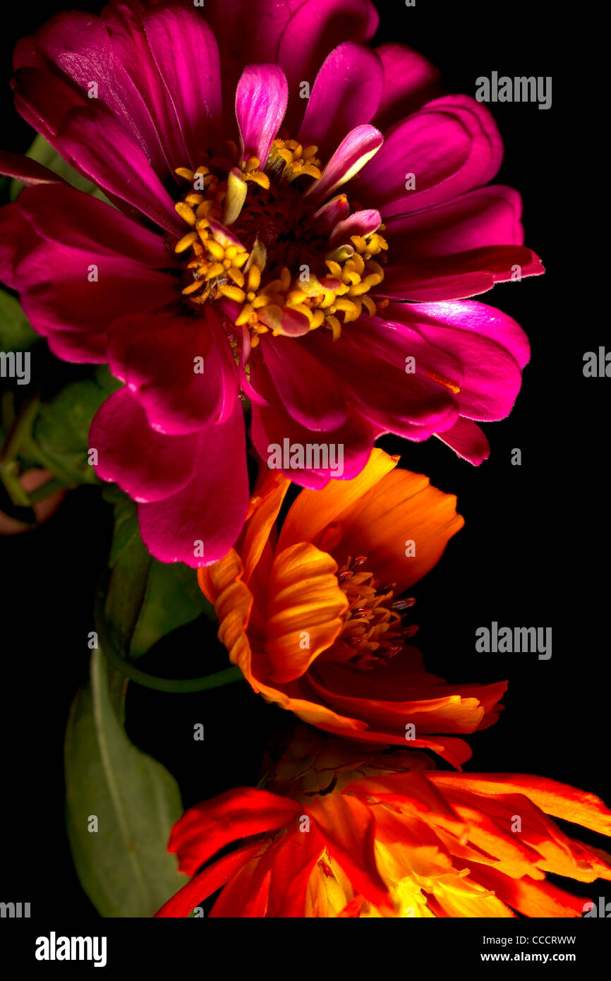 Dramatically lit hi-res stock photography and images - Alamy