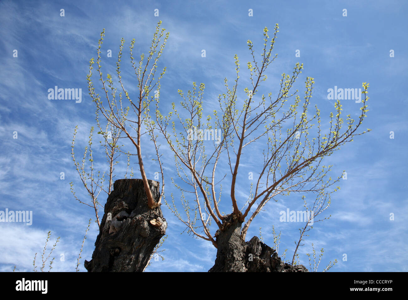 Elm tree new growth hi-res stock photography and images - Alamy
