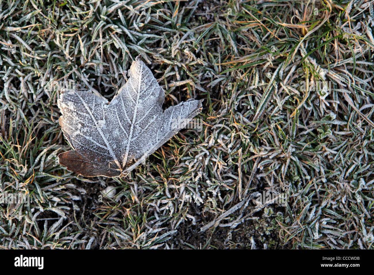 Frozen, frosty, icy leaf on lawn, cold Winter morning, Suffolk, UK ...