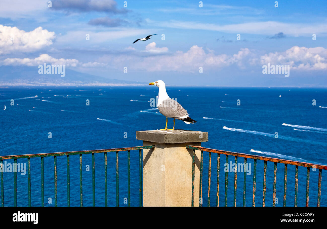 Sea gull in Terra Murata,Procida island,Naples,Campania,Italy,Europe ...