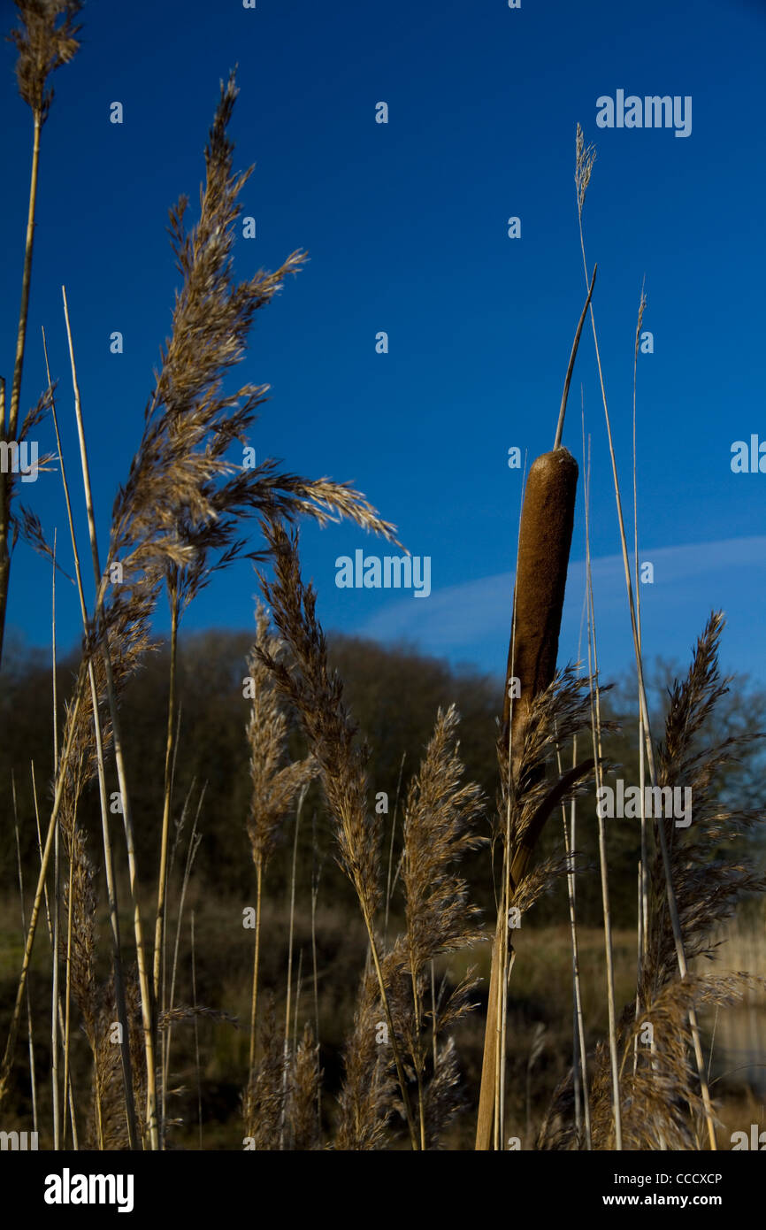 A close up image of a bulrush (typha) or reedmace among reeds Stock ...