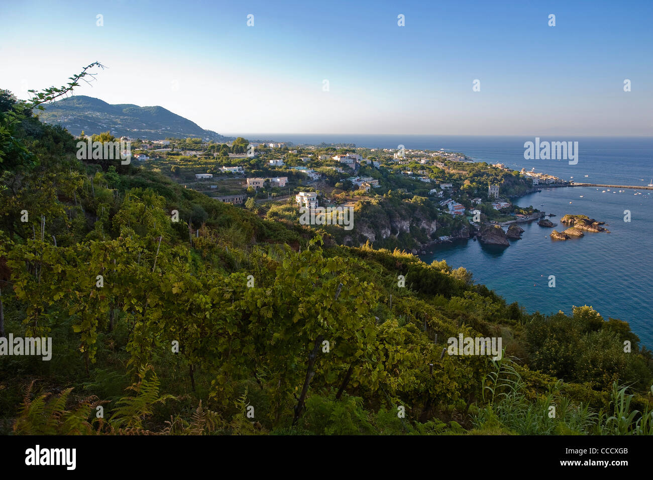 Wine country,Ischia island,Campania,Naples,Italy,Europe Stock Photo - Alamy