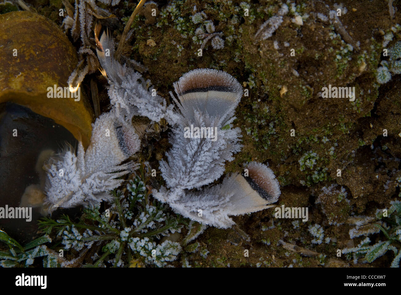 Red legged partridge feathers hi-res stock photography and images - Alamy