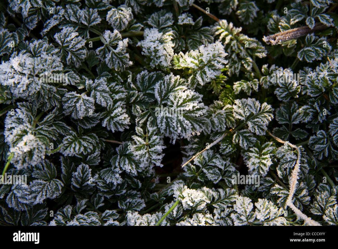 Ground creeping plants hi-res stock photography and images - Alamy