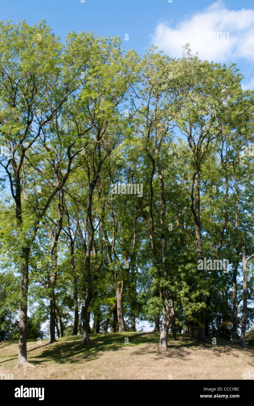 Copse trees on hill lyveden hi-res stock photography and images - Alamy