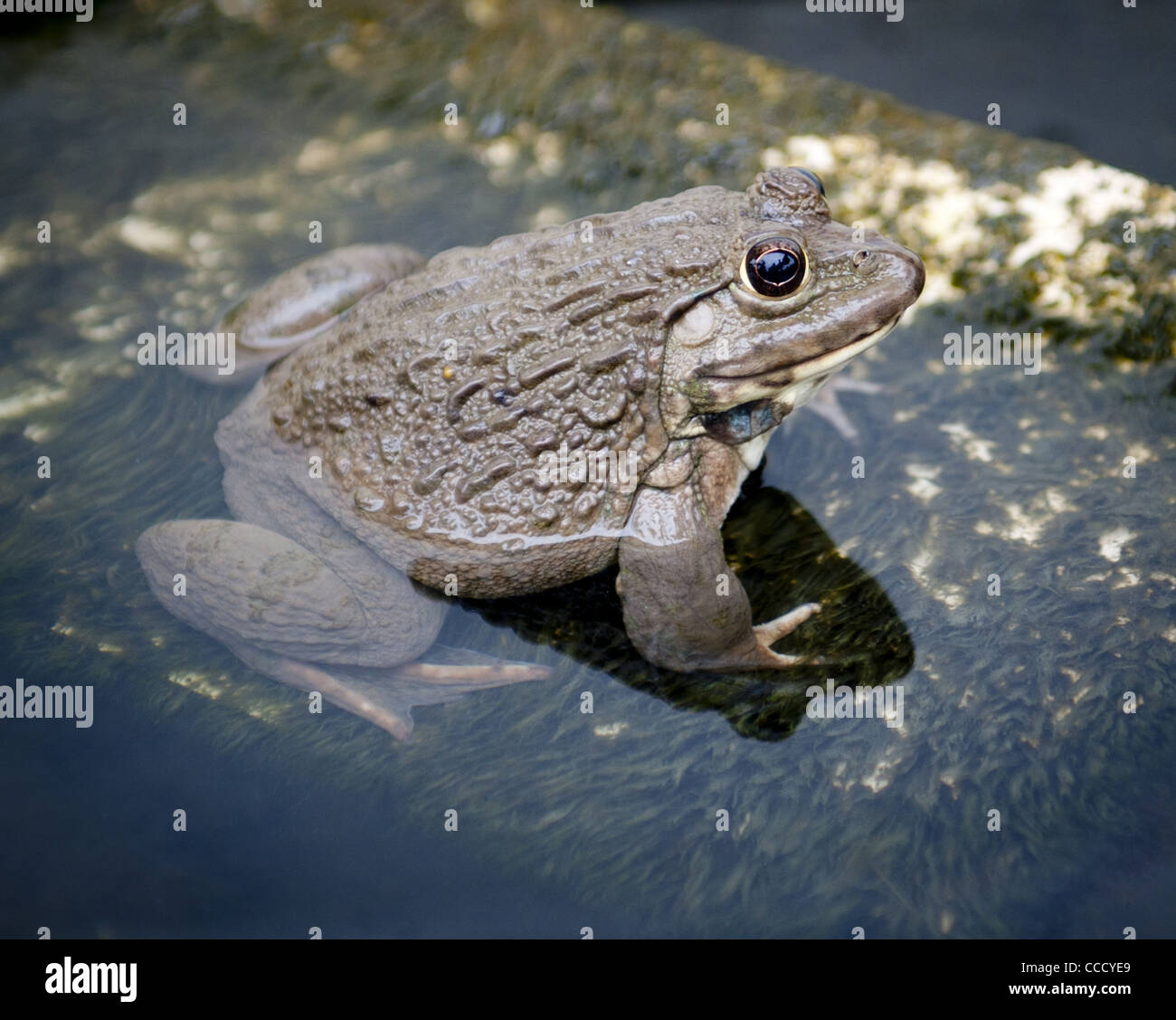 Frog at The Grand Palace in Bangkok in Thailand Stock Photo - Alamy
