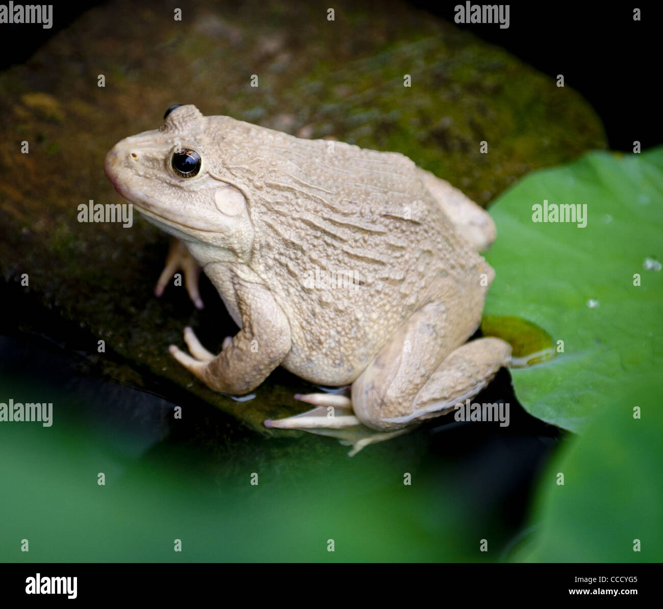 Toad Of Thailand High Resolution Stock Photography and Images - Alamy