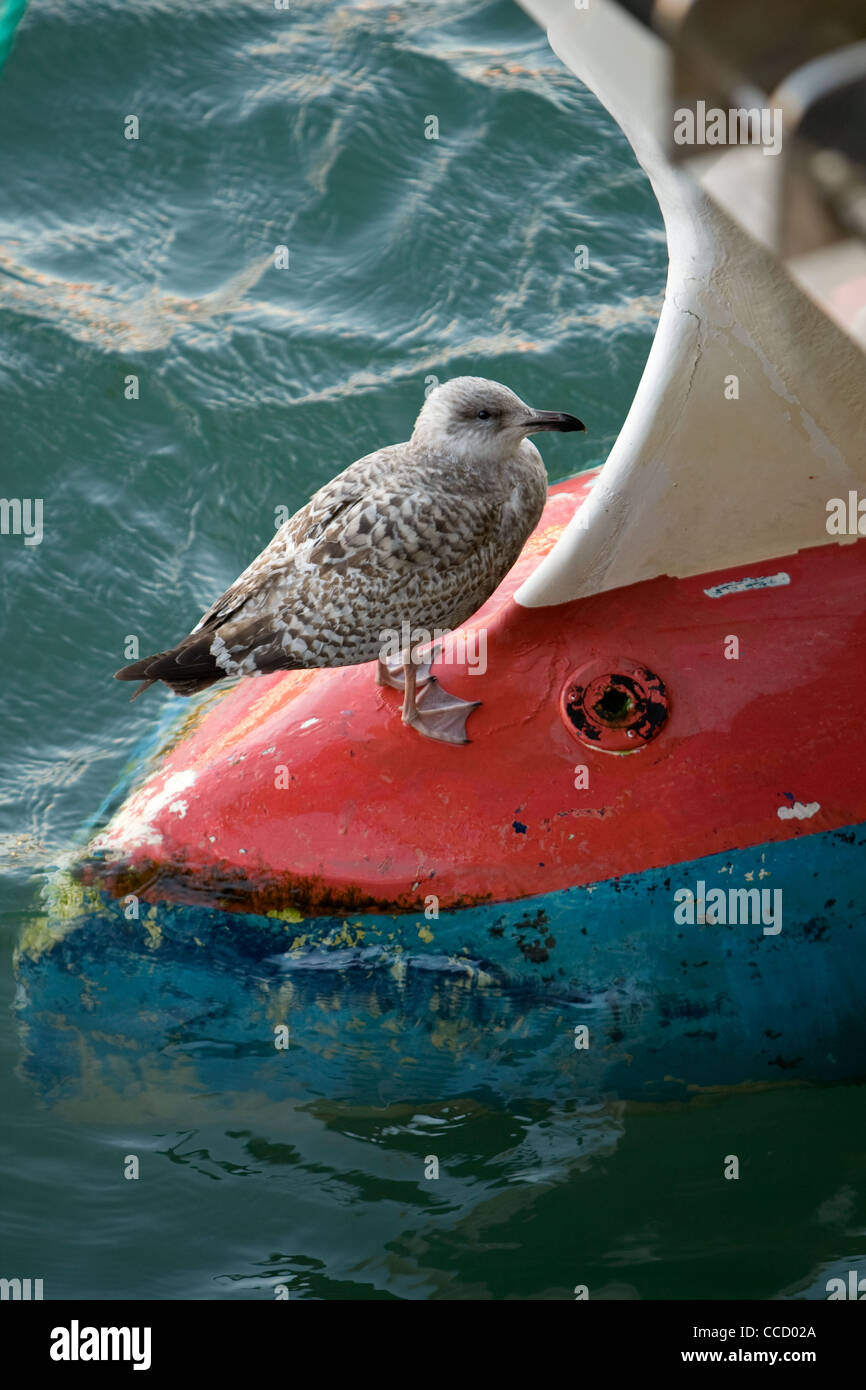 A seagull stands on the protruding bulb on the bow of a boat in Padstow ...