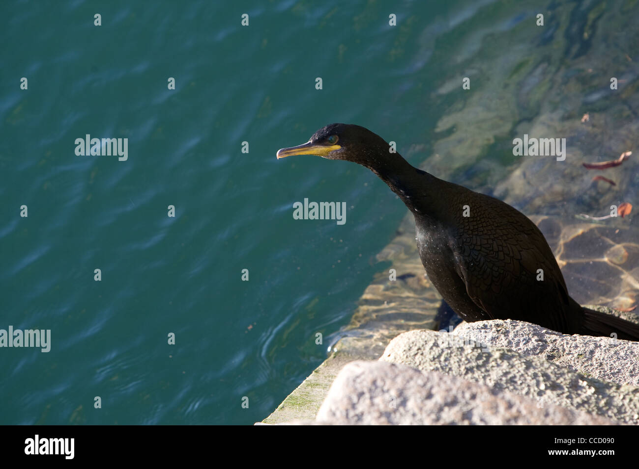 A cormorant sits on stone steps at Padstow harbour, Cornwall Stock ...