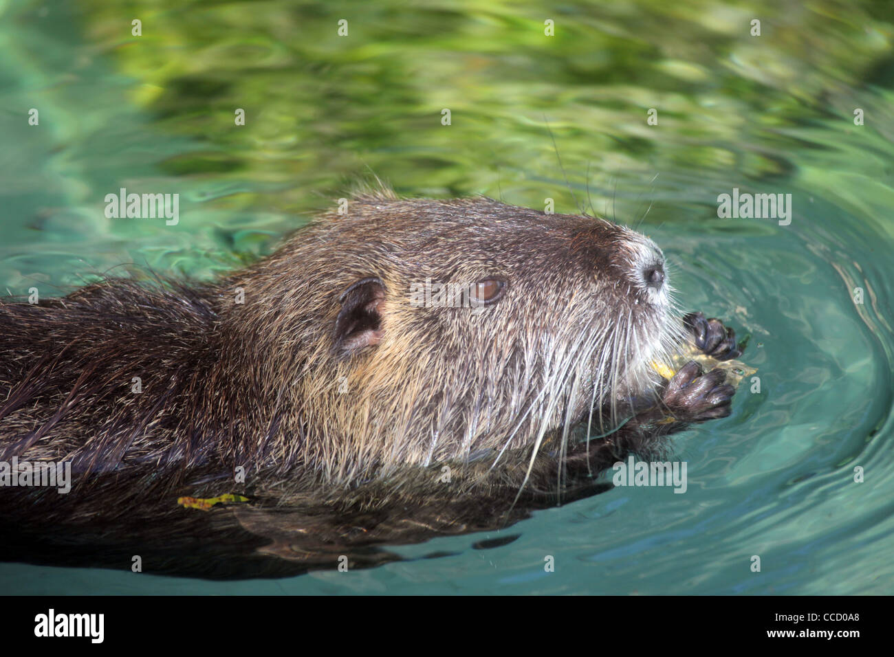 Nutria burrow hi-res stock photography and images - Alamy