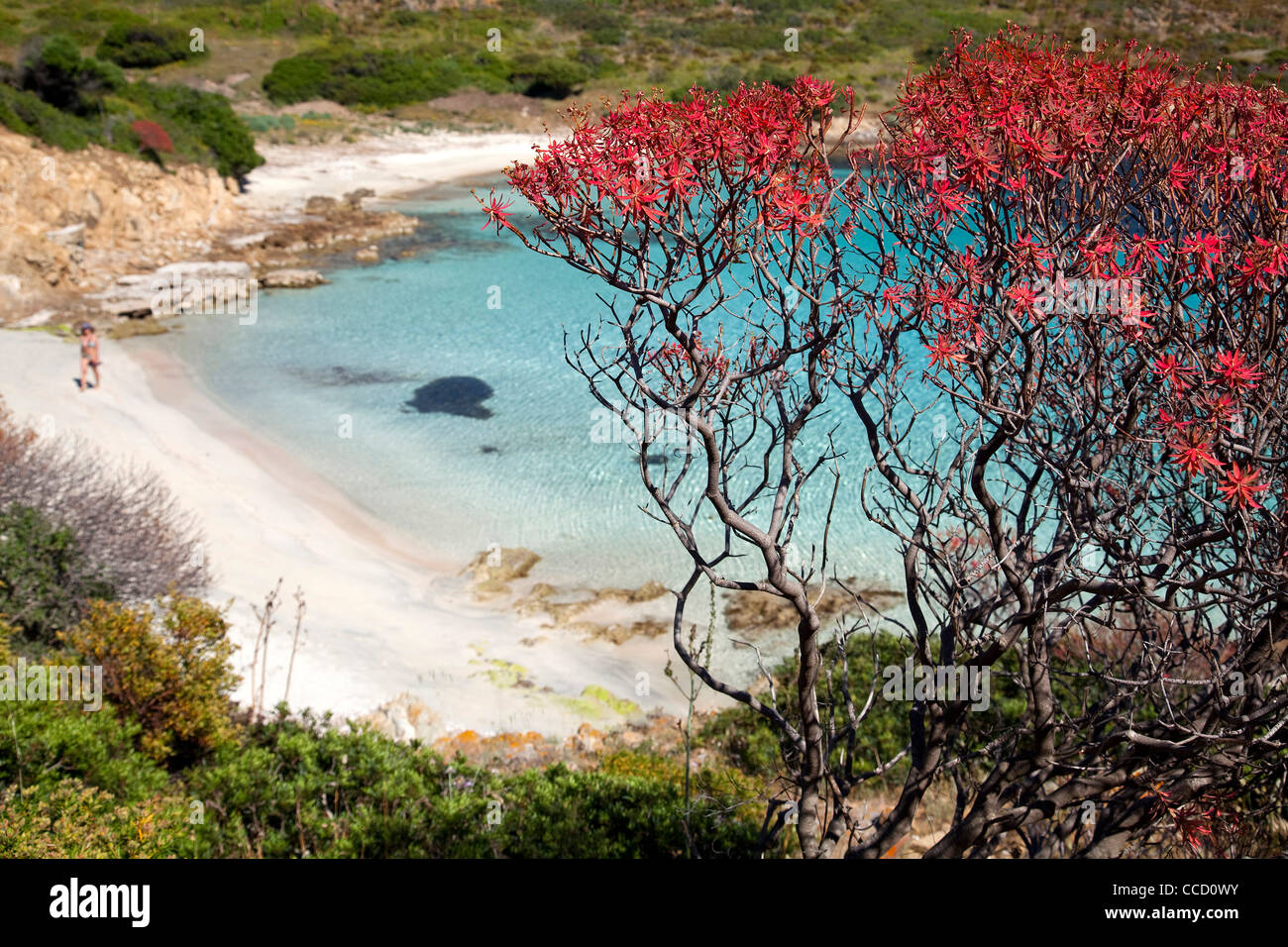 Cala Ponzesi beach, Cala Sabina, Asinara island, Porto Torres, Sardinia ...