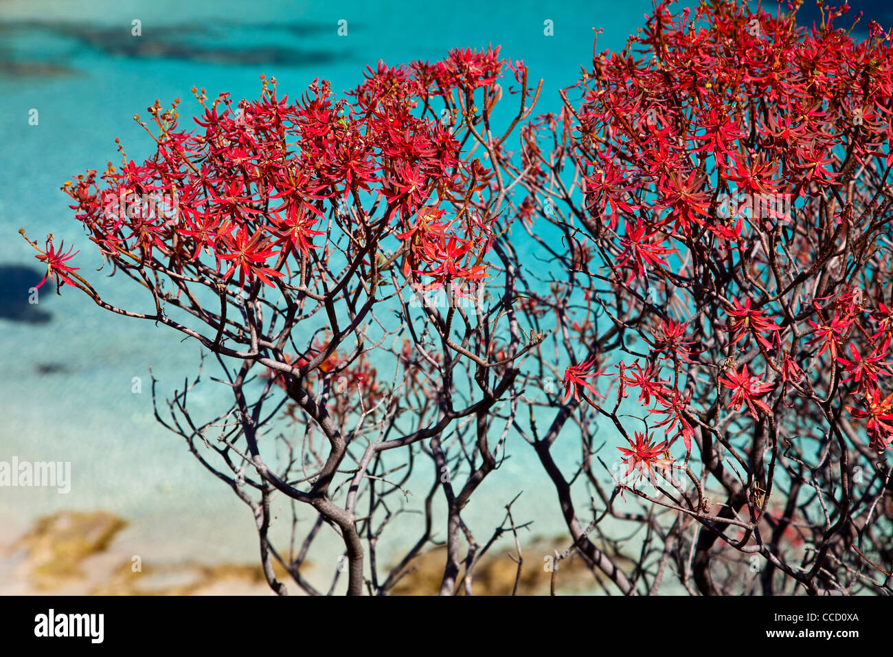 Cala Ponzesi beach, Cala Sabina, Asinara island, Porto Torres, Sardinia ...