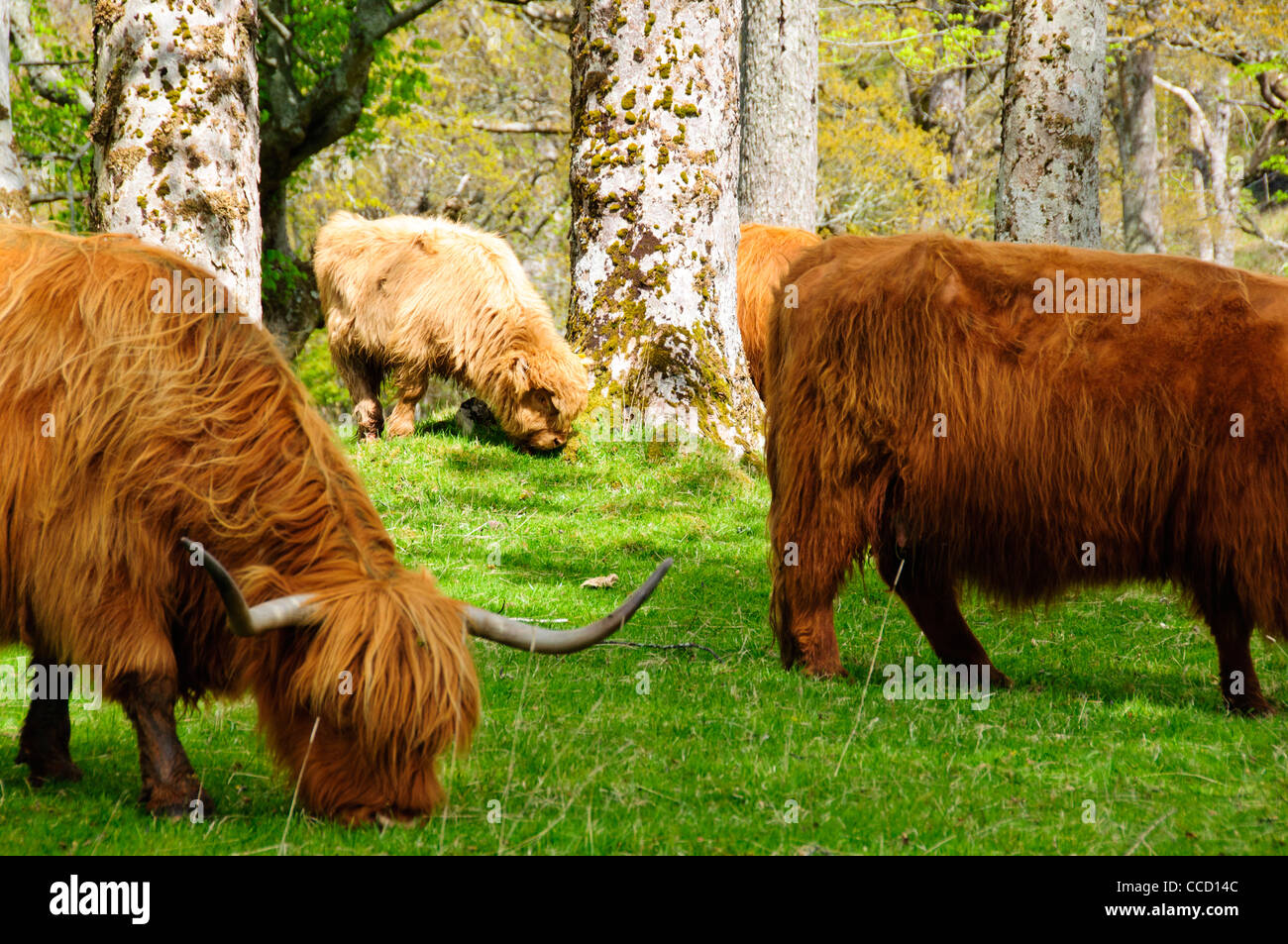Highland cattle,a Scottish breed of beef cattle with long horns and ...