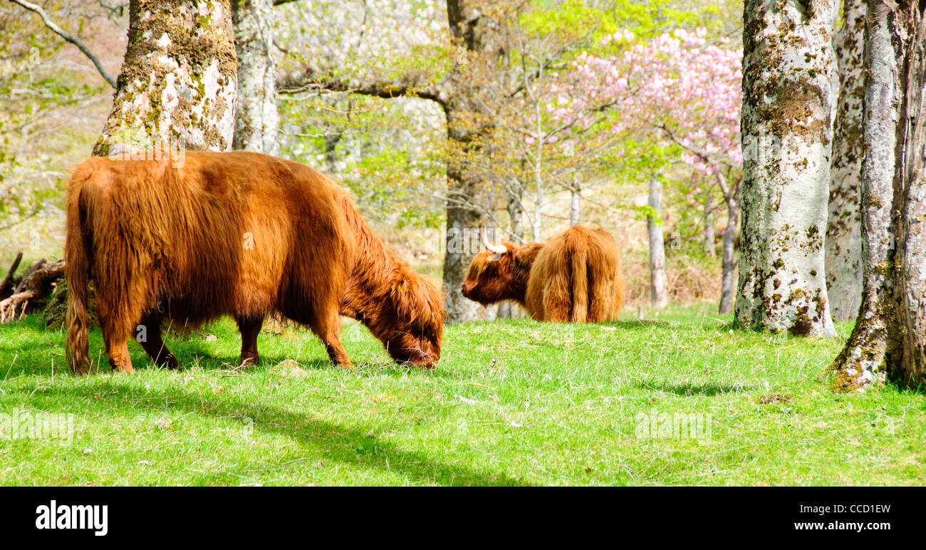 Highland cattle,a Scottish breed of beef cattle with long horns and ...