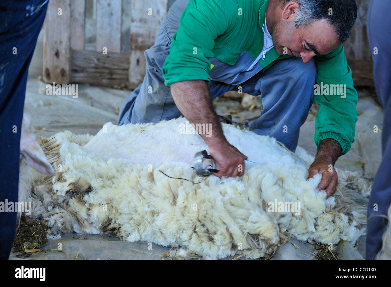 Sheep shearing, Sardinia, Italy Stock Photo - Alamy