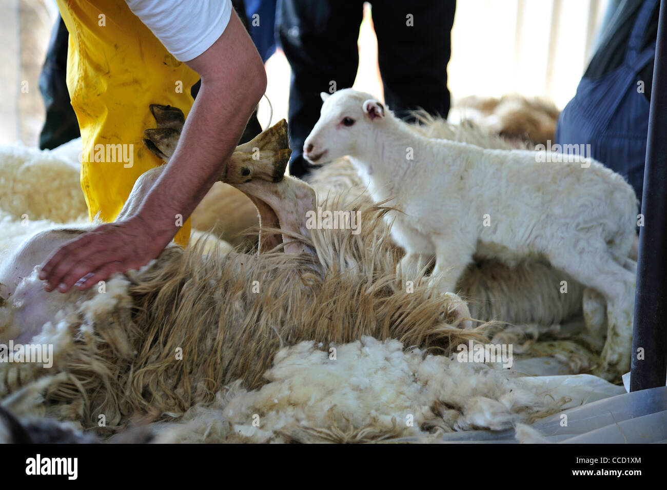 Sheep shearing, Sardinia, Italy Stock Photo - Alamy