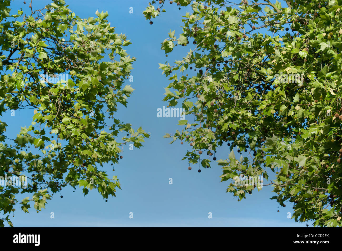 The blue sky through the leaves and foliage of a sycamore tree. Forty ...