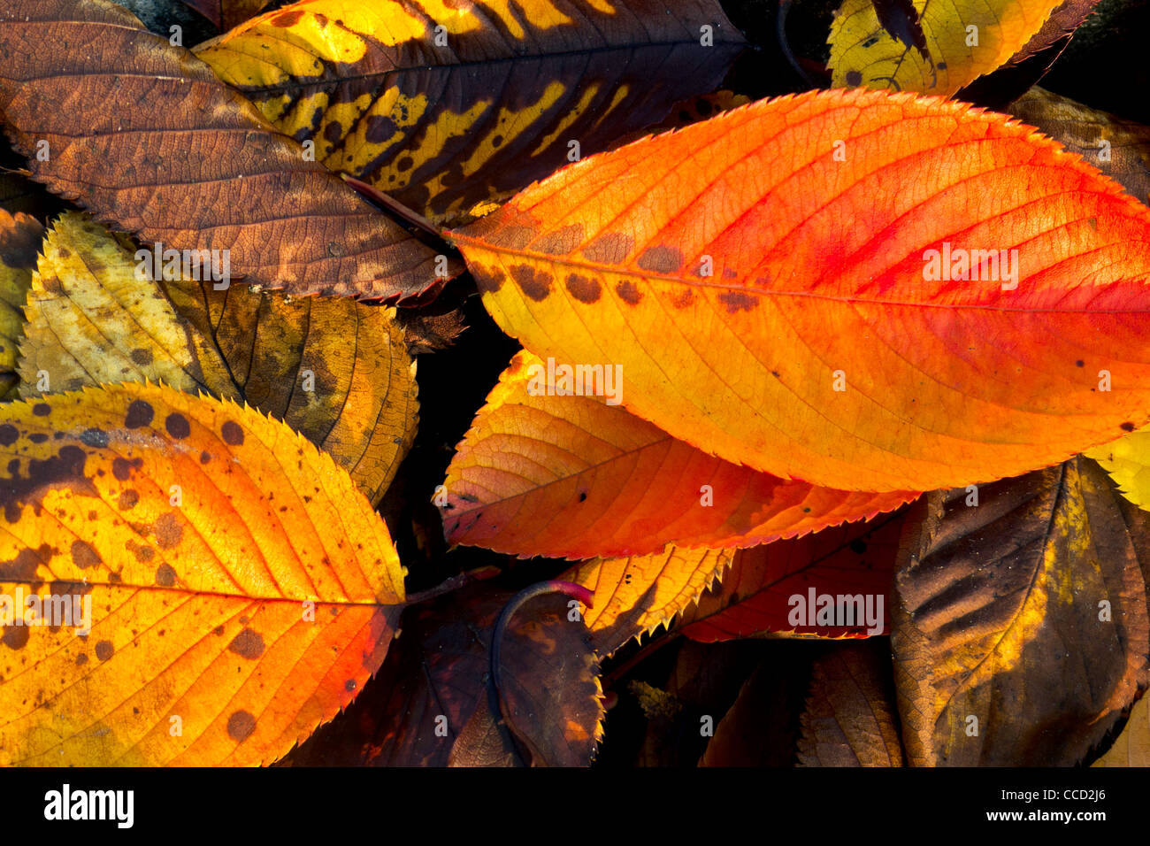 A collection of Autumn leaves in soft light Stock Photo - Alamy