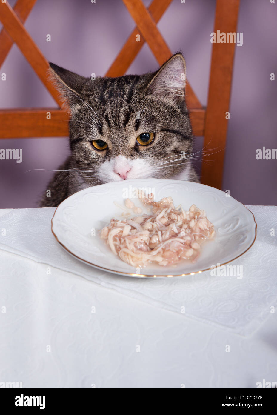 Restaurant for cat Stock Photo - Alamy