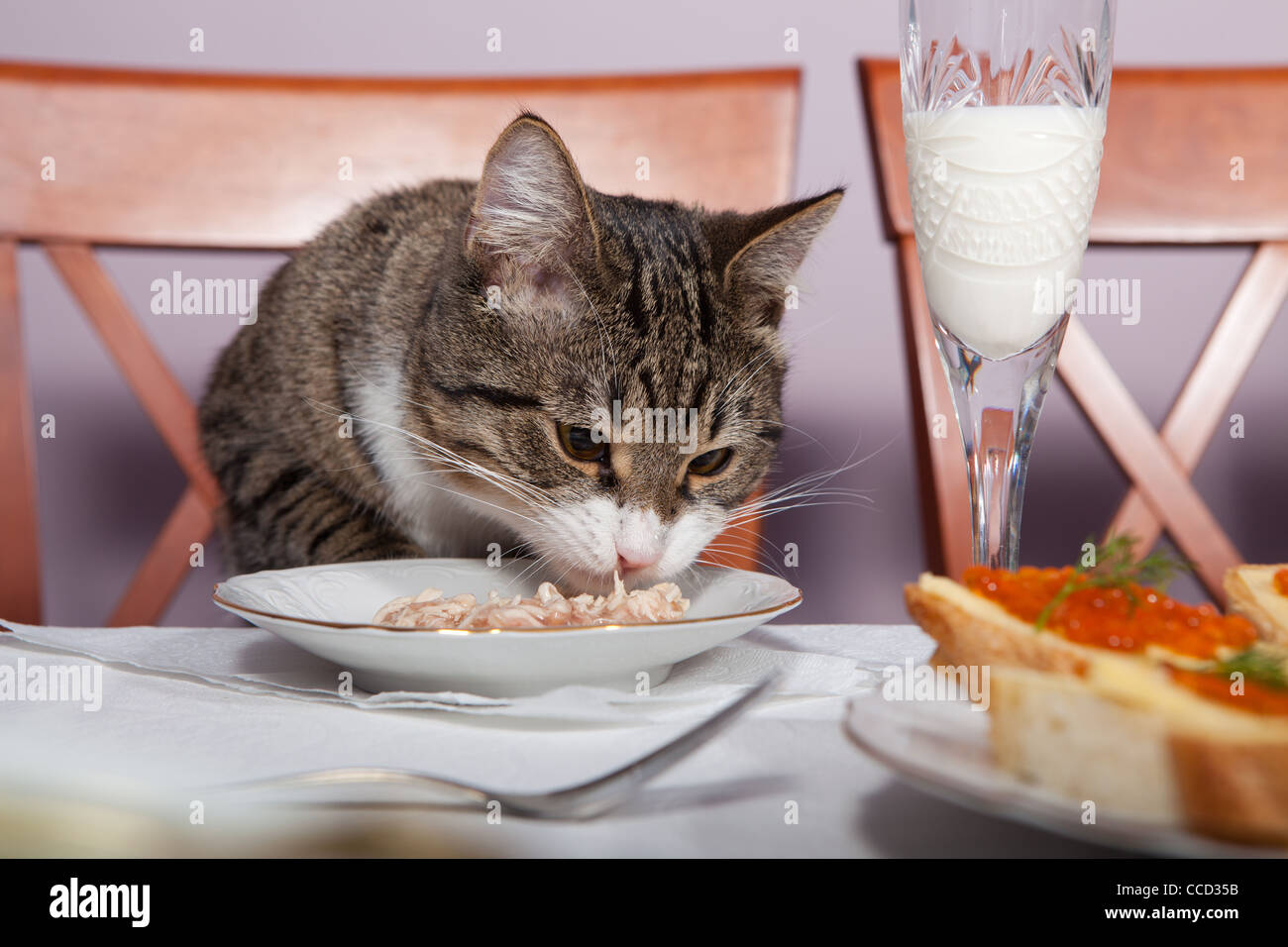 Restaurant for cat Stock Photo - Alamy