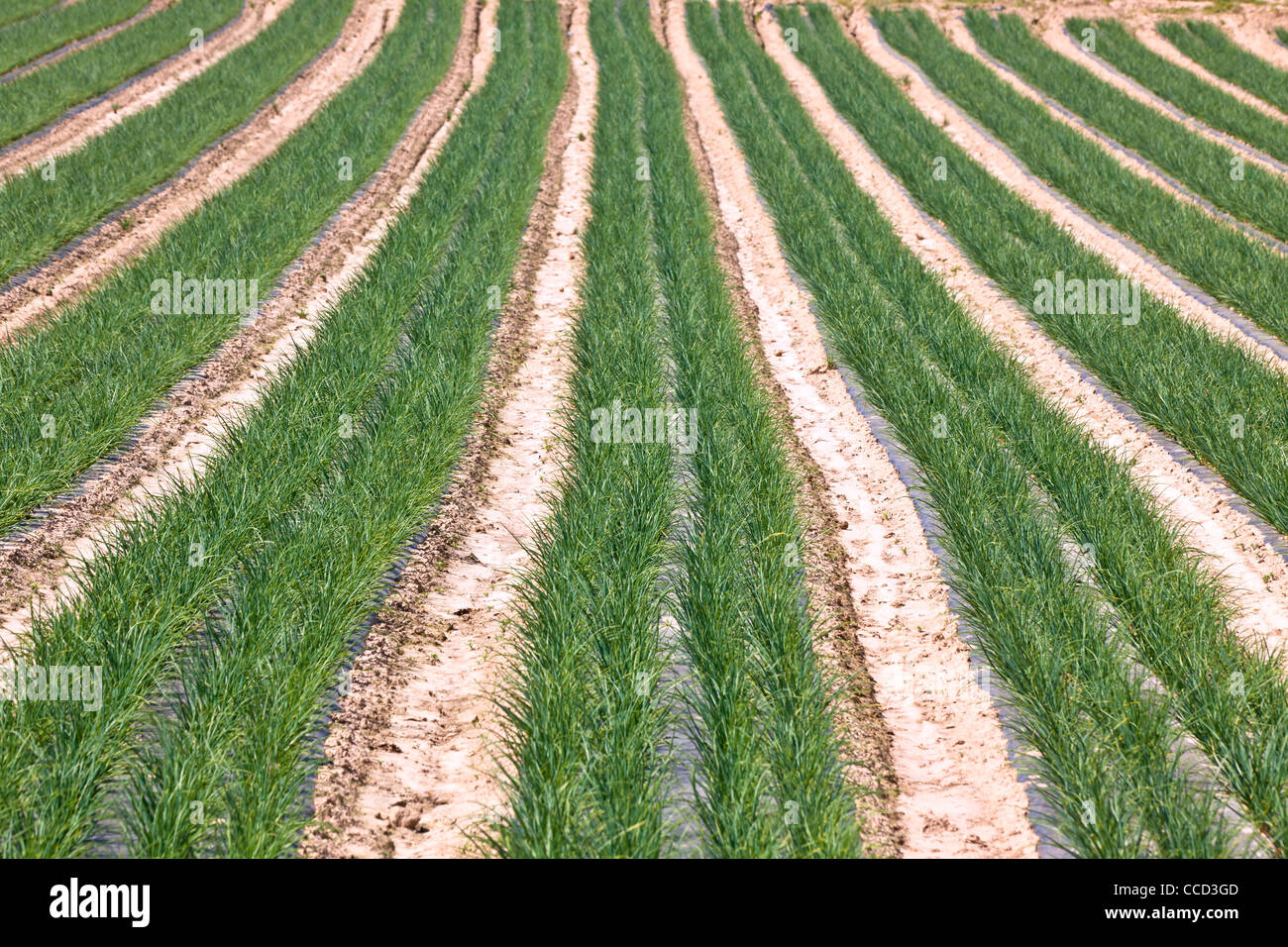 Cultivated field: fresh green onion rows. horizontal shot Stock Photo ...
