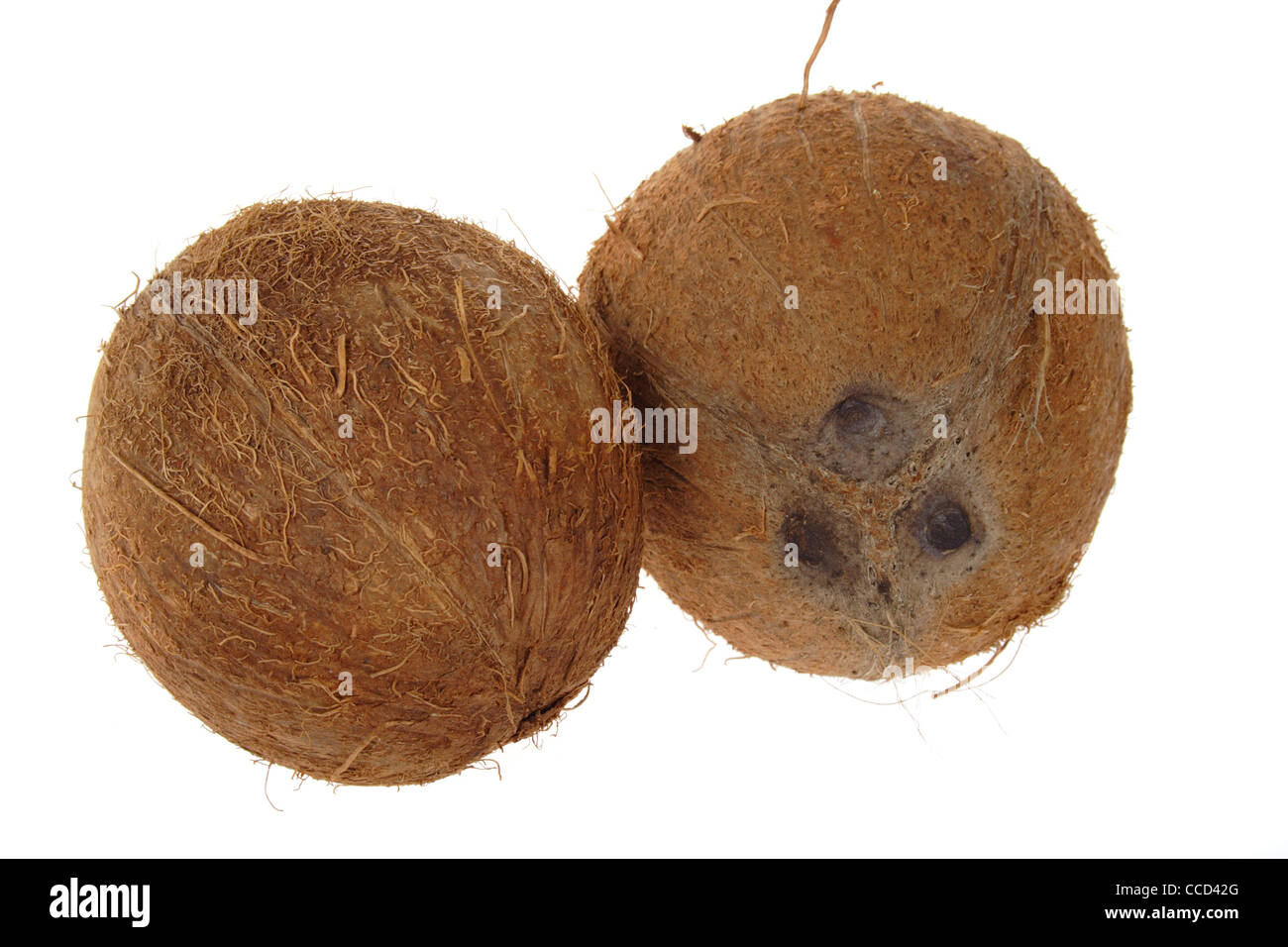 two coconut photo on the white background Stock Photo - Alamy