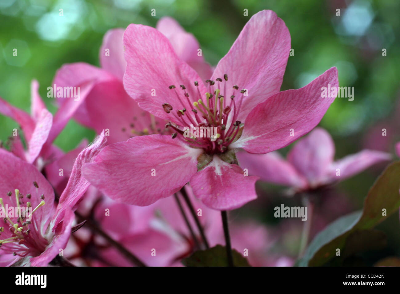 Close up of fruit flowers in the earliest springtime Stock Photo - Alamy