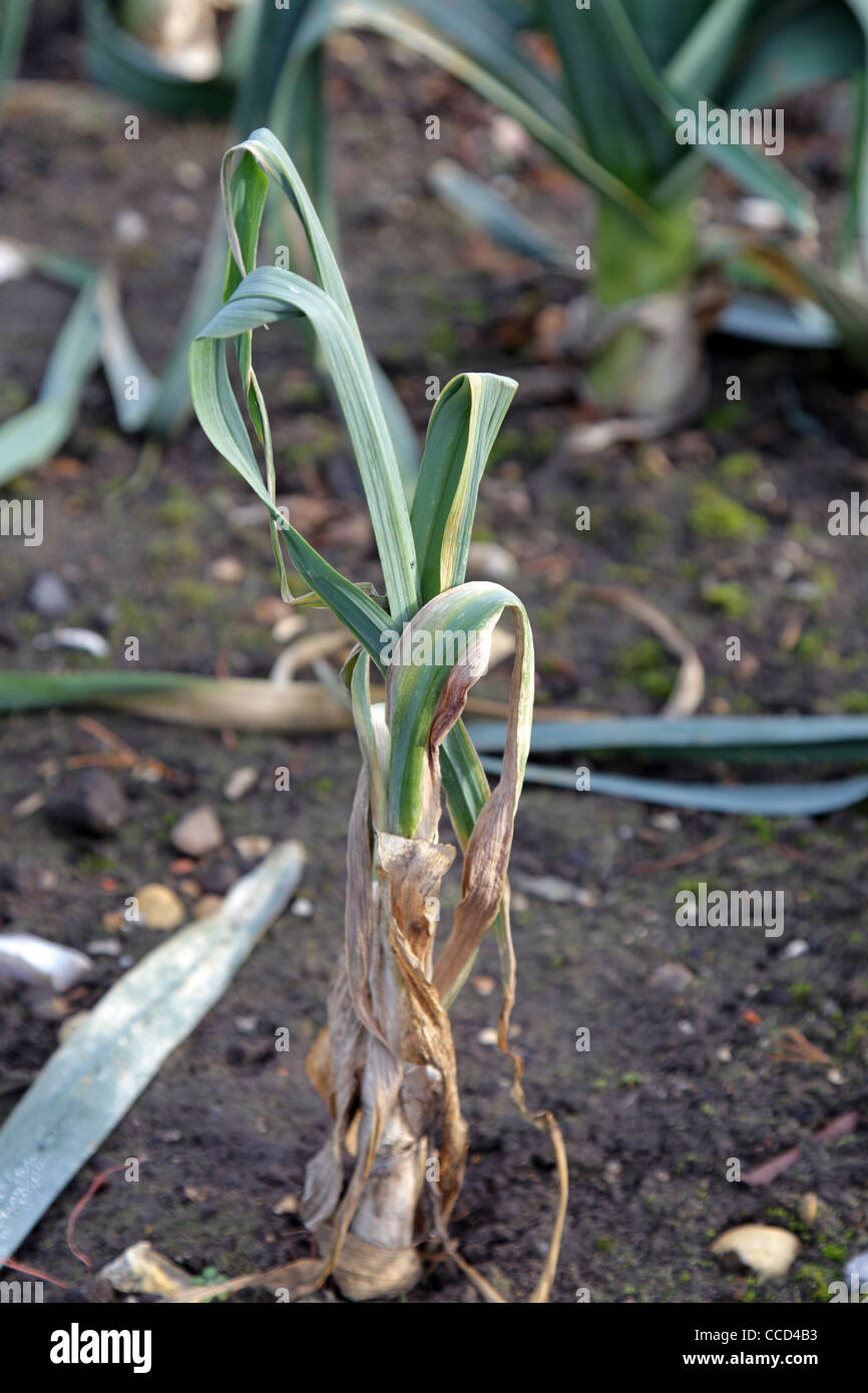 Leek plant damaged by leek moth Stock Photo - Alamy