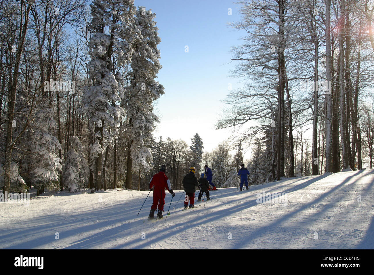 Winter landscape trees under snow Stock Photo - Alamy