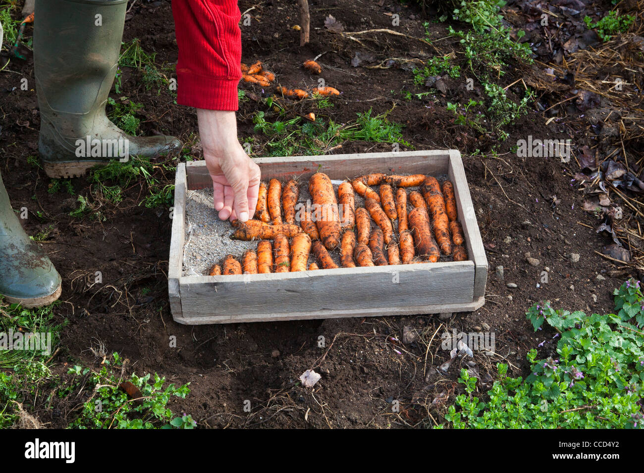 Retention carrots hi-res stock photography and images - Alamy