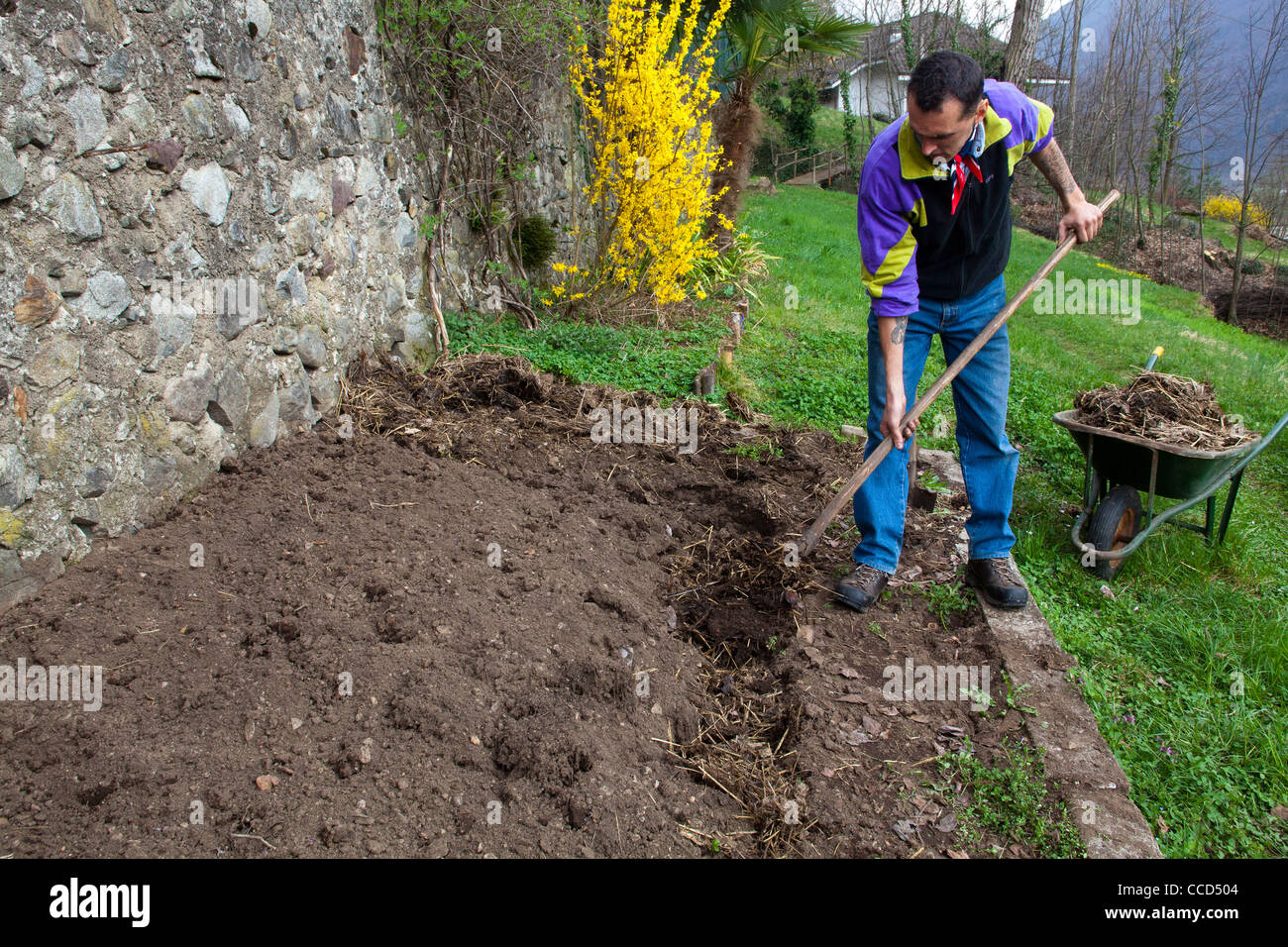 Fertilizing with manure and digging, step 1, manure is incorporated ...