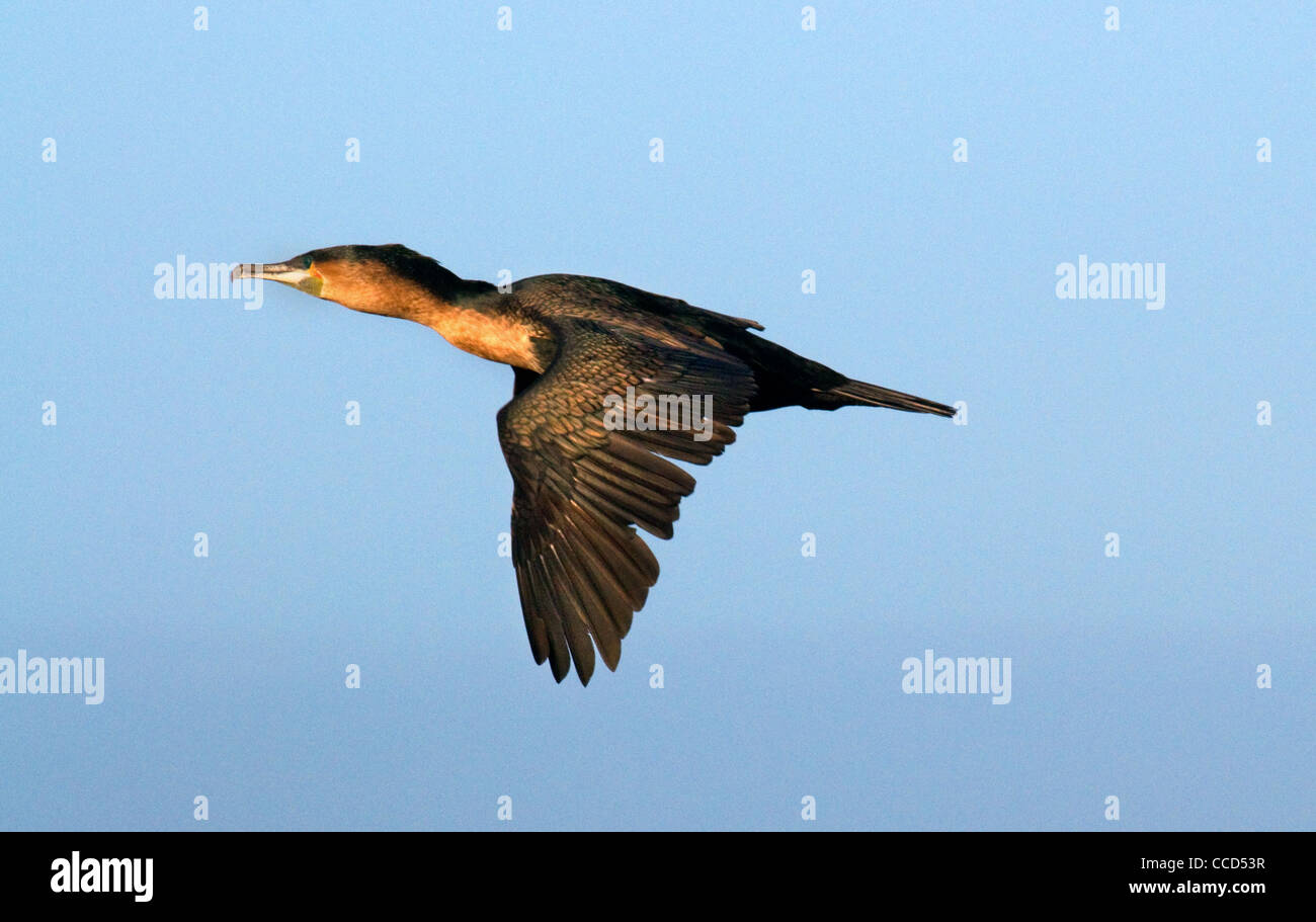 flying cape cormorant, phalacrocorax capensis, tsitsikamma, south ...