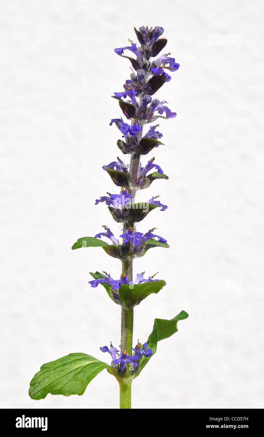 Blue bugle (Ajuga reptans Stock Photo - Alamy