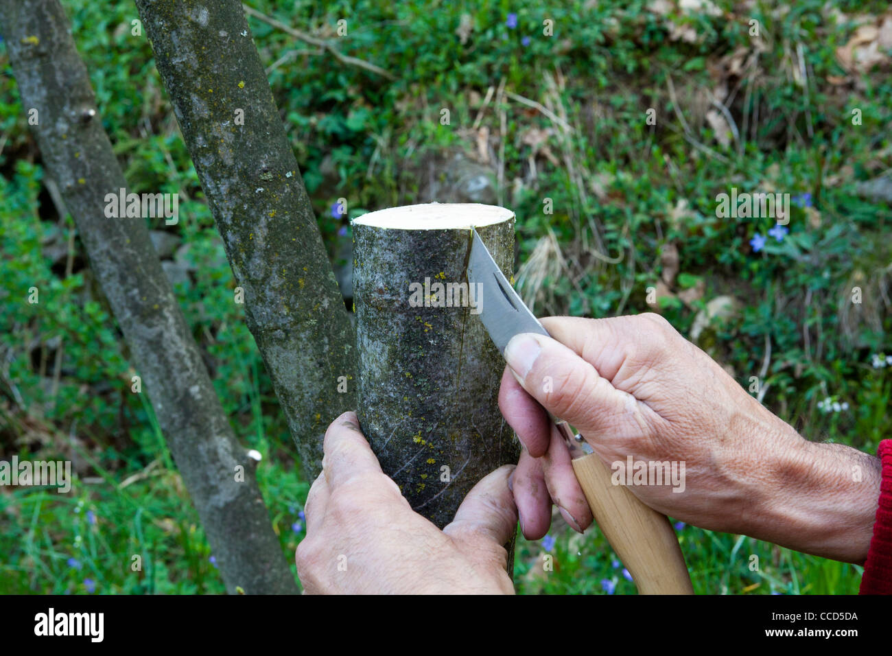 Crown graft (fig), step 4, slightly retract the bark Stock Photo - Alamy