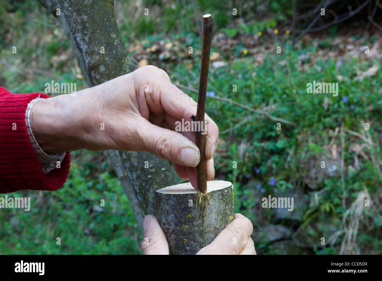 Crown graft (fig), step 5, pulls the first sprout Stock Photo - Alamy