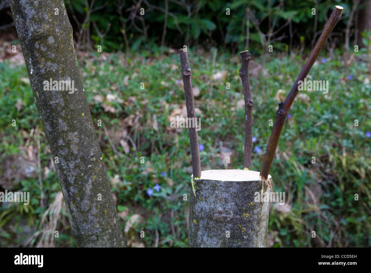 Crown graft (fig), step 6, repeat the process with other sprouts Stock ...