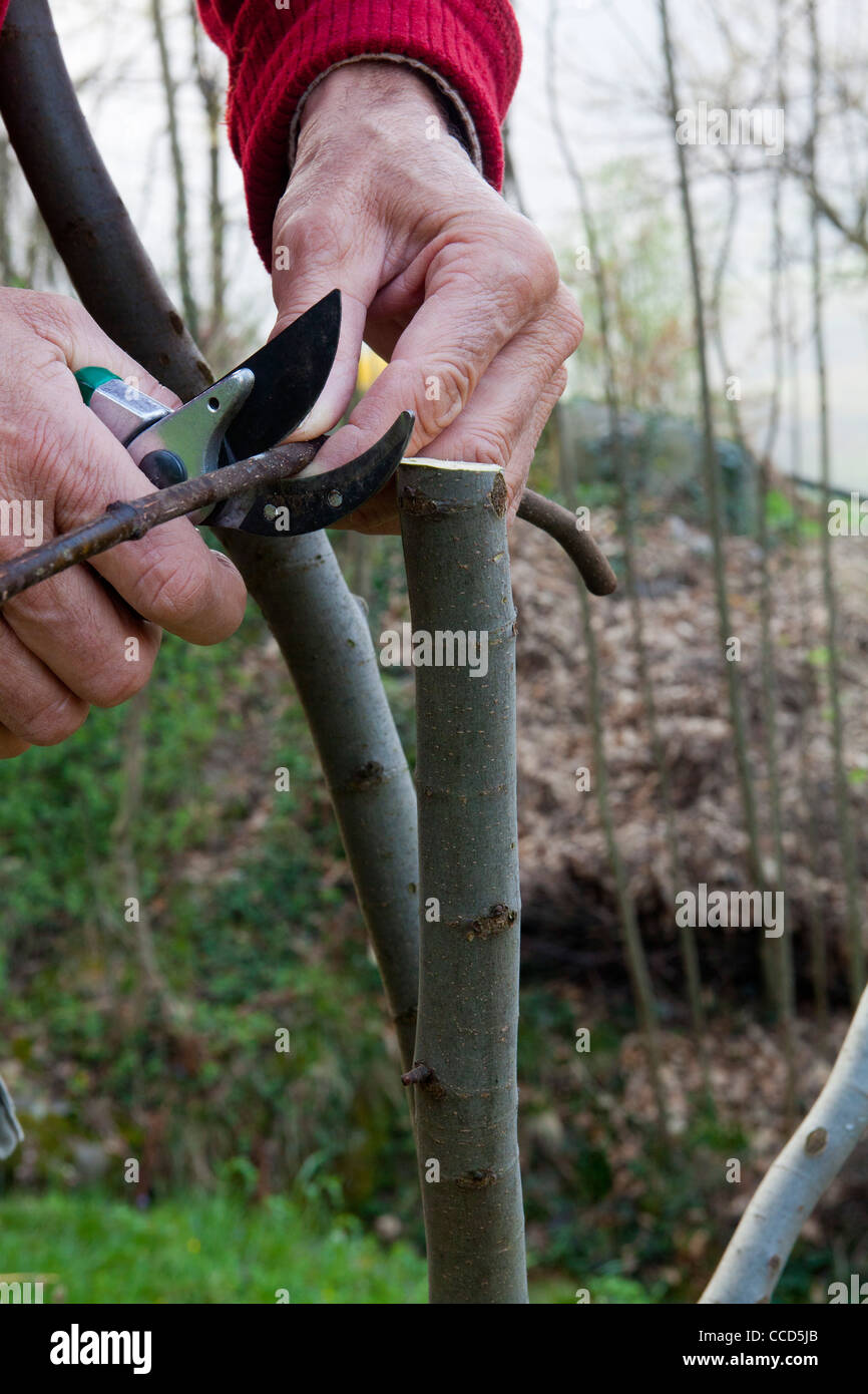 Cleft grafting 2, step 5, cut the sprouts to the right size Stock Photo ...