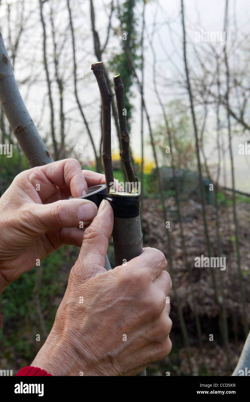 Cleft grafting 2, step 9, frank with duct tape Stock Photo - Alamy