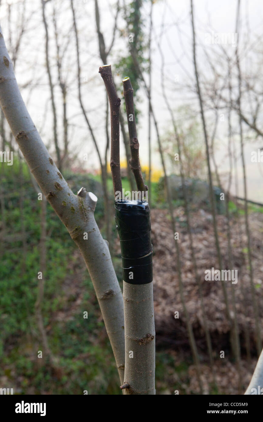 Cleft grafting 2, step 10, cover all parts exposed Stock Photo - Alamy