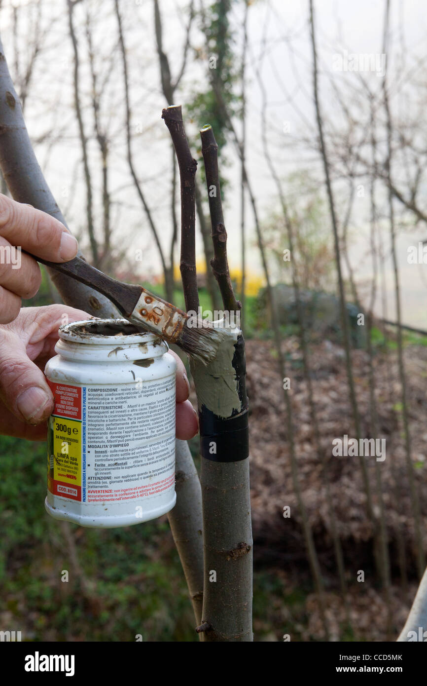 Cleft Graft High Resolution Stock Photography and Images - Alamy
