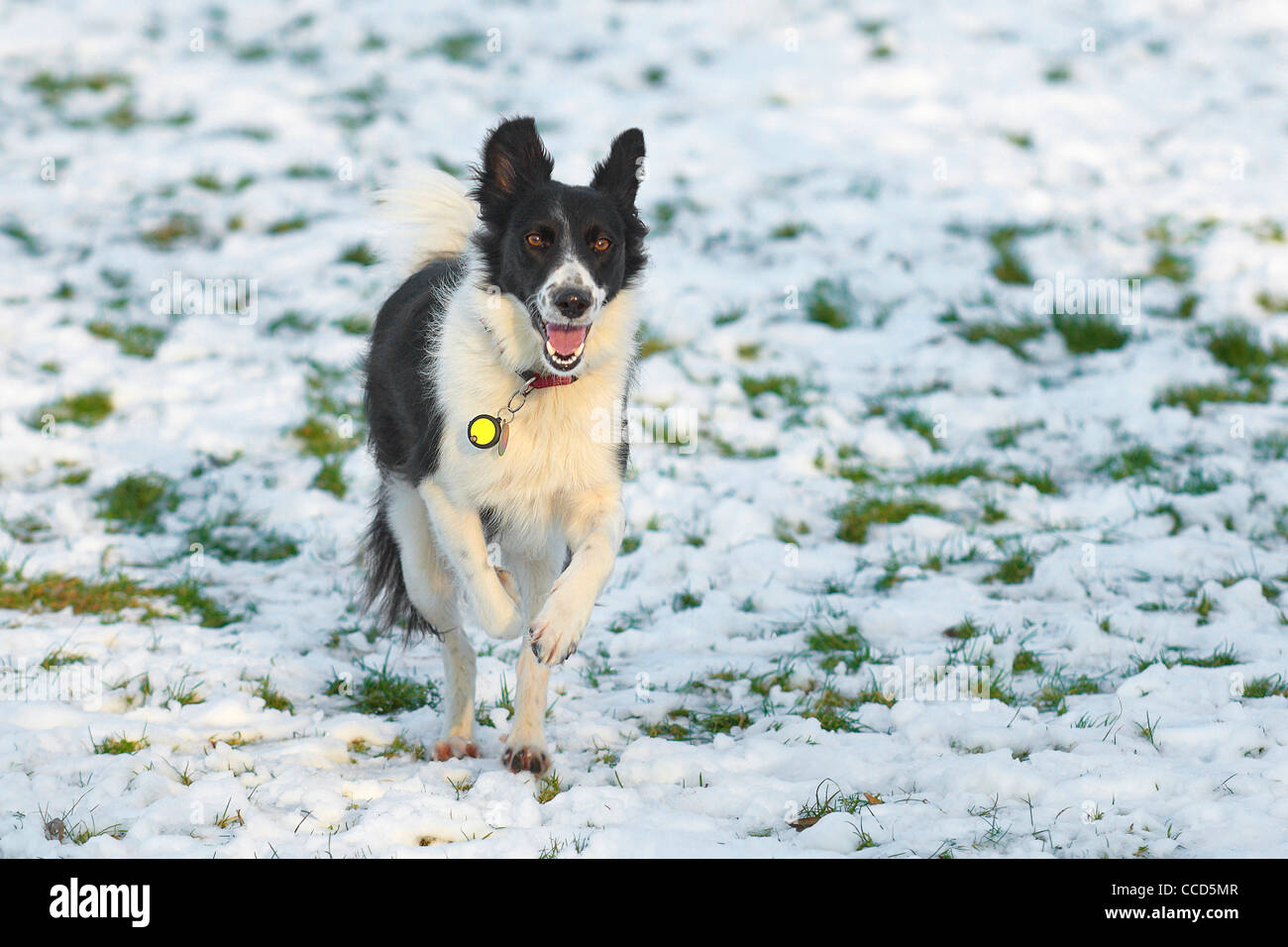 Collie dog bounding through snow Stock Photo - Alamy