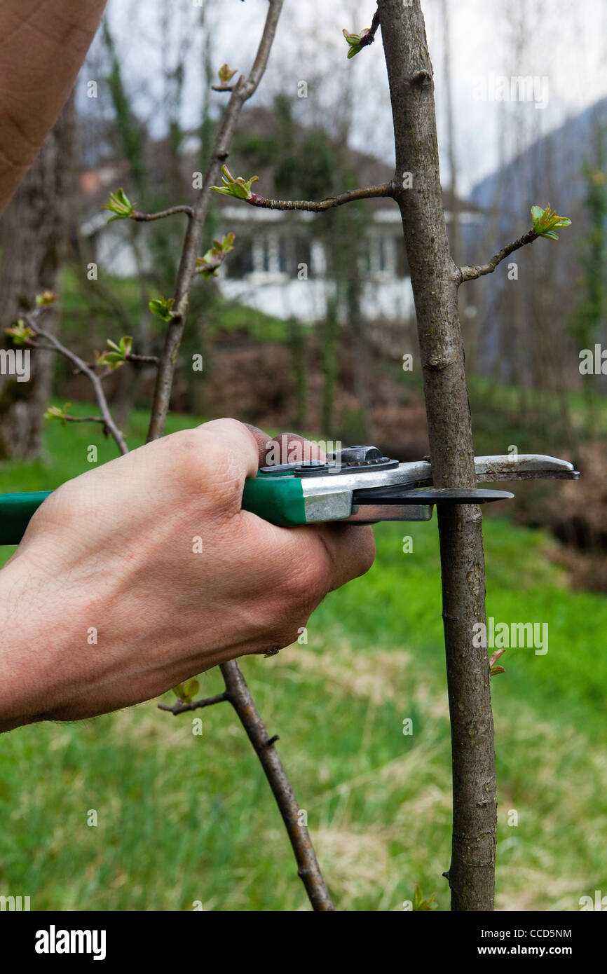 Cleft grafting, step 1, cut the rootstock Stock Photo - Alamy