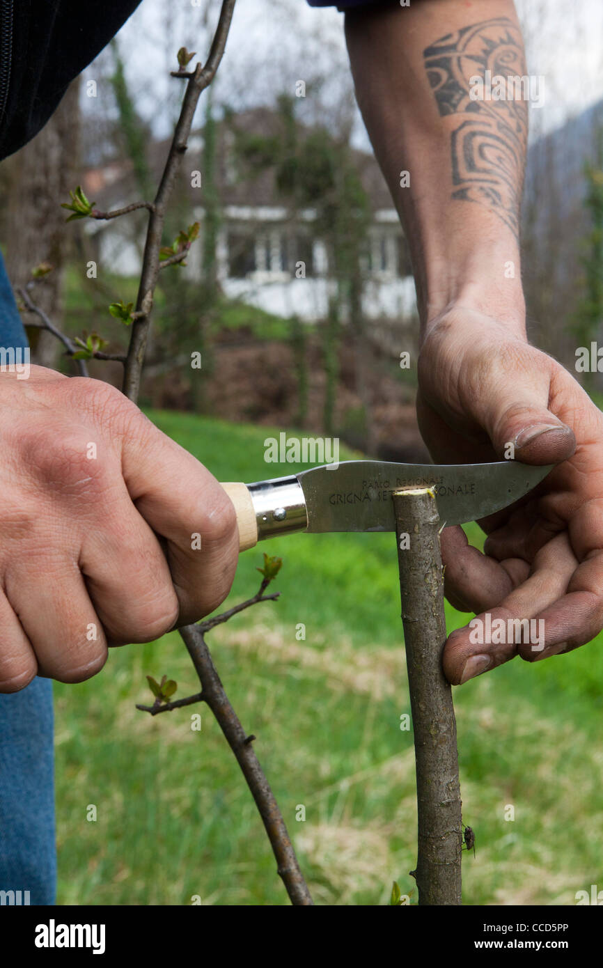 Cleft grafting, step 3, you practice a longitudinal split Stock Photo ...