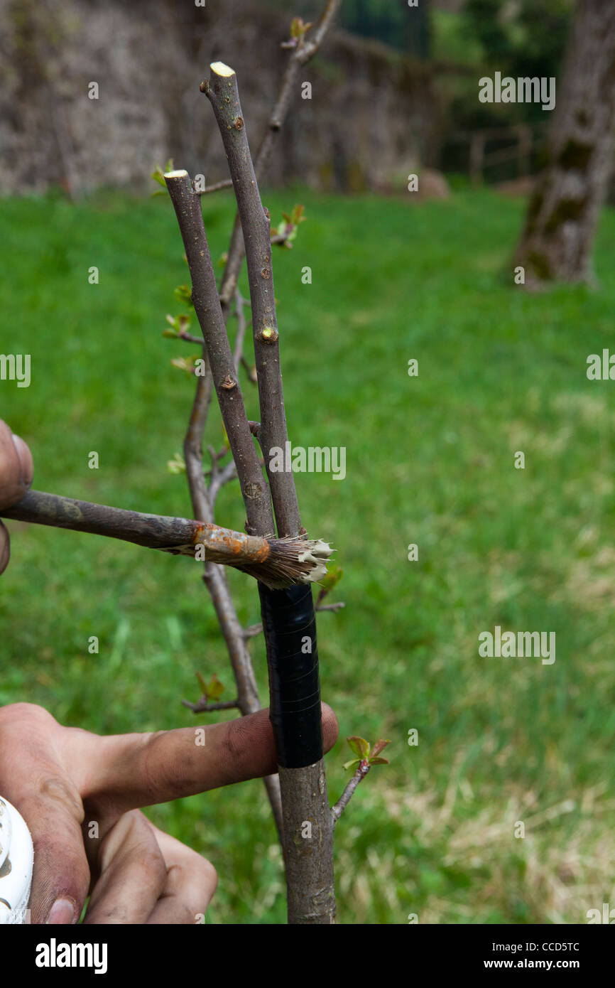 Cleft grafting, Step 10, covering everything with filler graft Stock ...