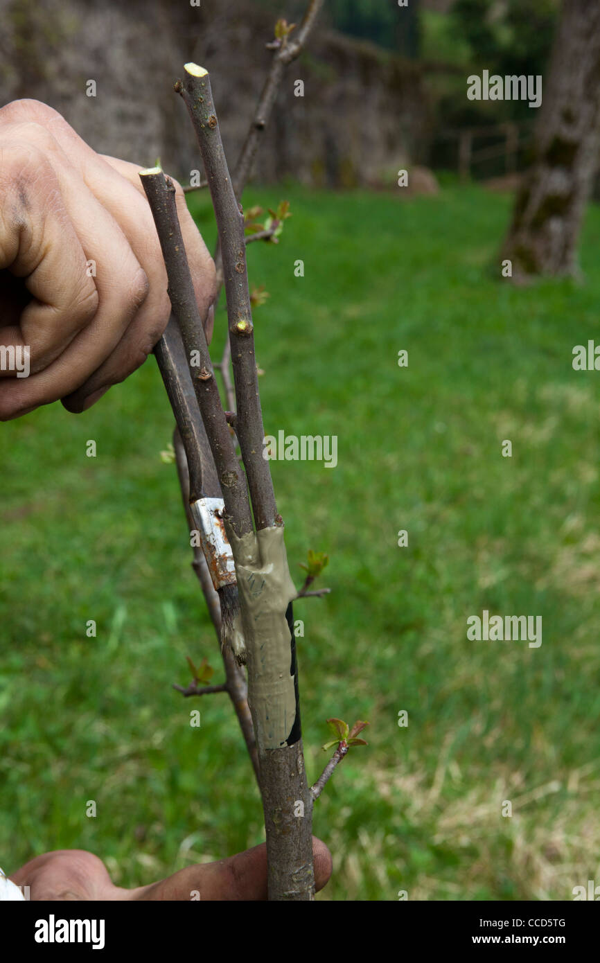Cleft Graft High Resolution Stock Photography and Images - Alamy