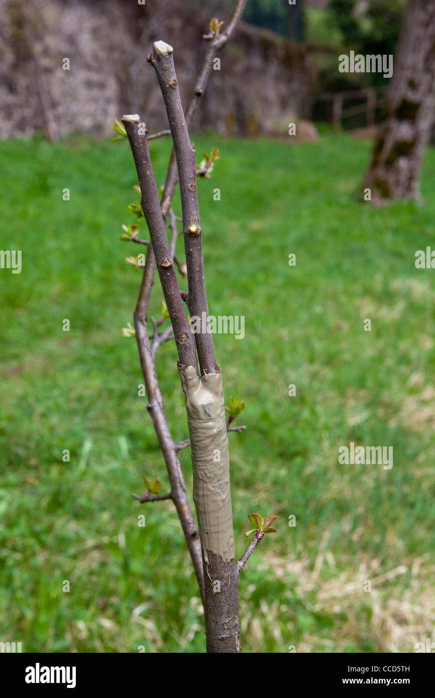 Cleft grafting, step 12, the end result Stock Photo - Alamy