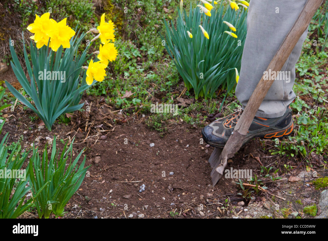 Planting bulbs of Allium, step 1, tills the soil with a spade Stock ...