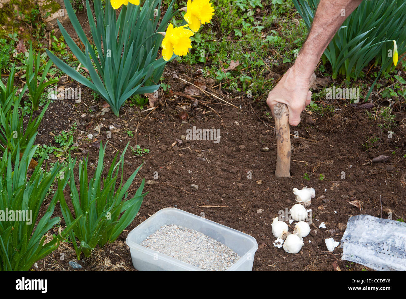 Planting bulbs of Allium, step 4, make holes with a dibble proportional ...