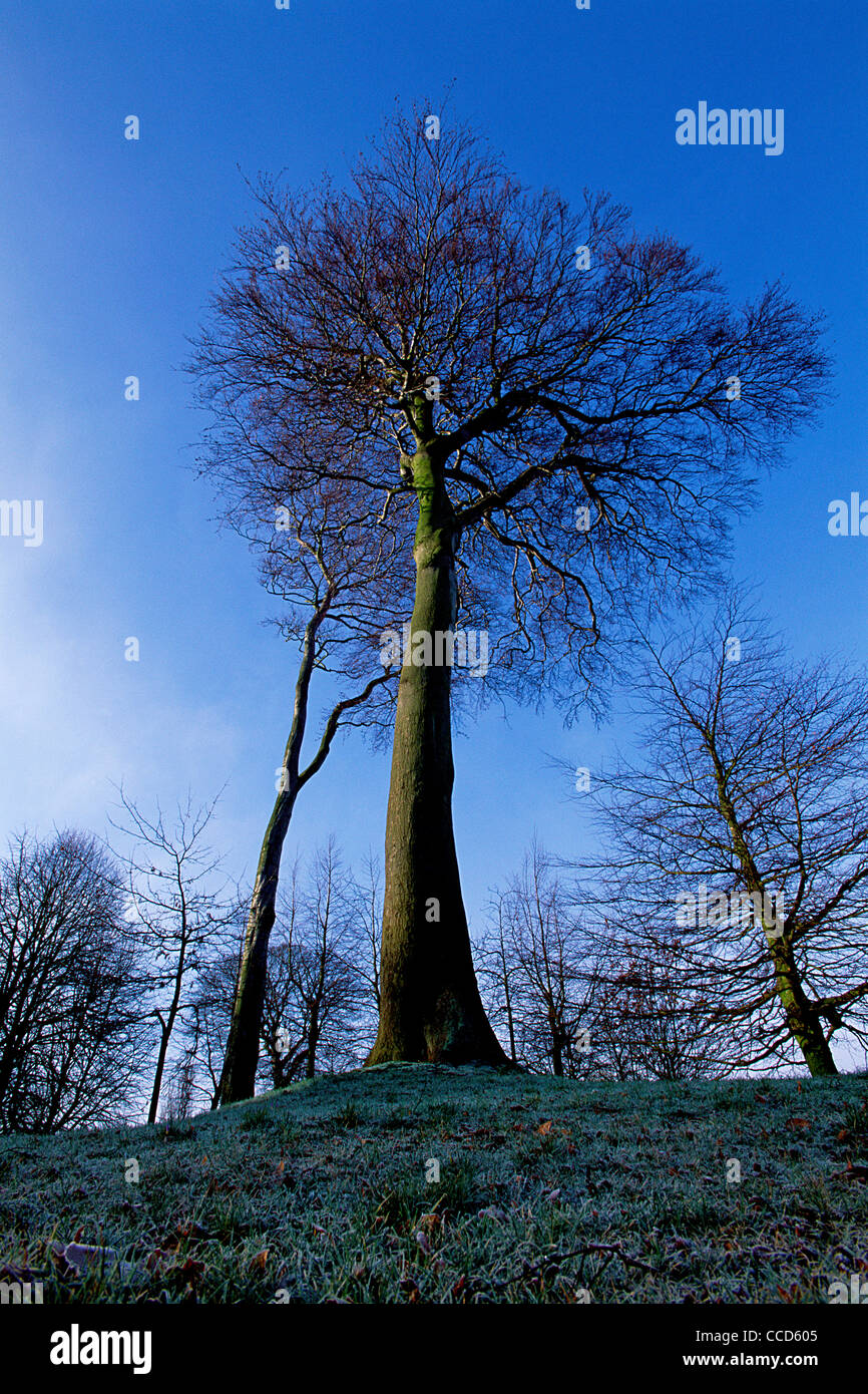 Tree in Season, Upper Malone, Belfast, Northern Ireland Stock Photo - Alamy