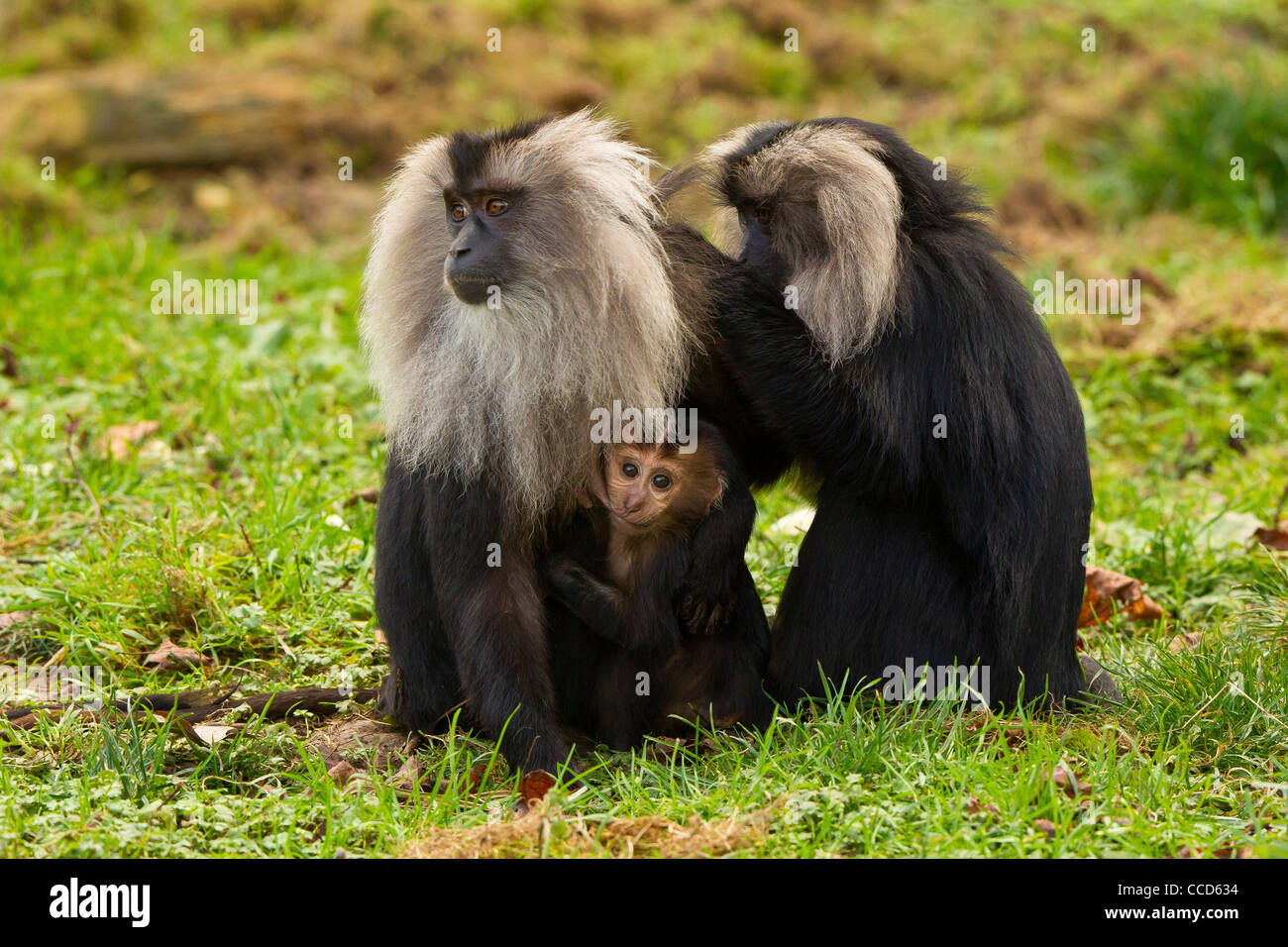 Lion Tailed Macaque
